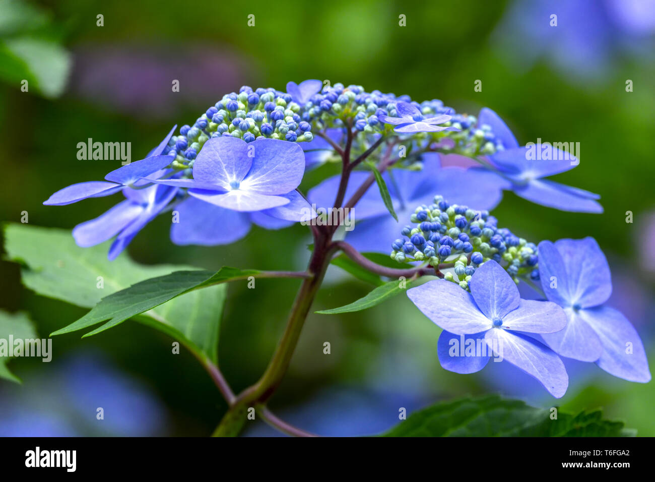 Blue hydrangea (Hydrangea Stock Photo - Alamy