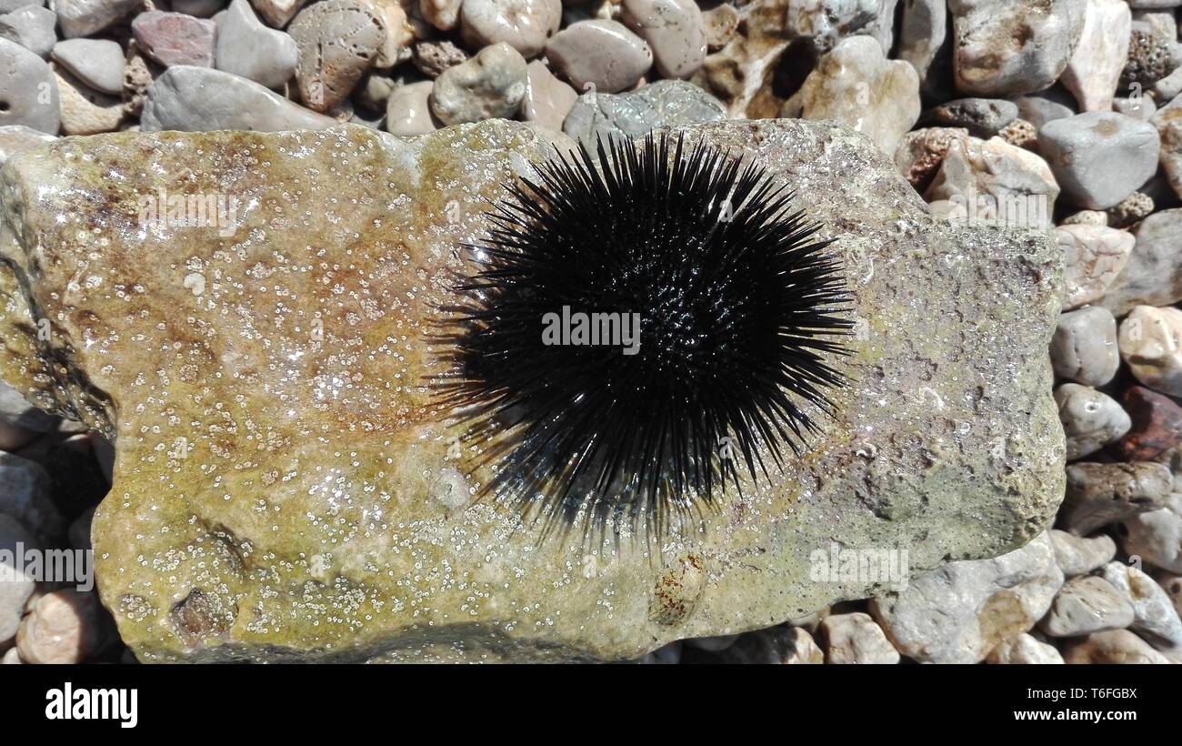Sea urchin croatia hi-res stock photography and images - Alamy