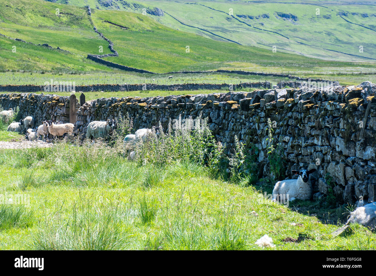 Wall to wall sheep hi-res stock photography and images - Alamy