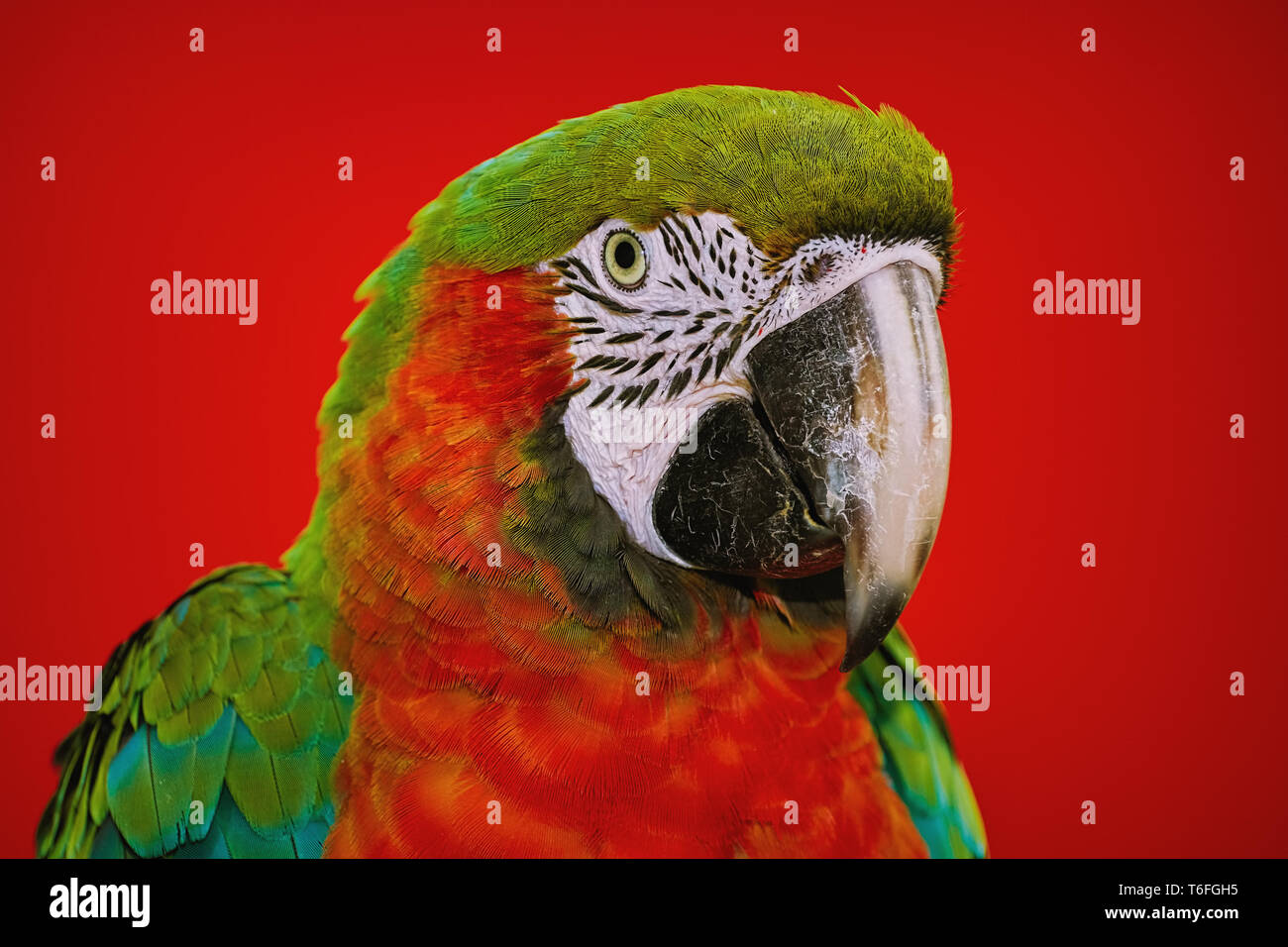 The Macaw Parrots Stock Photo - Alamy