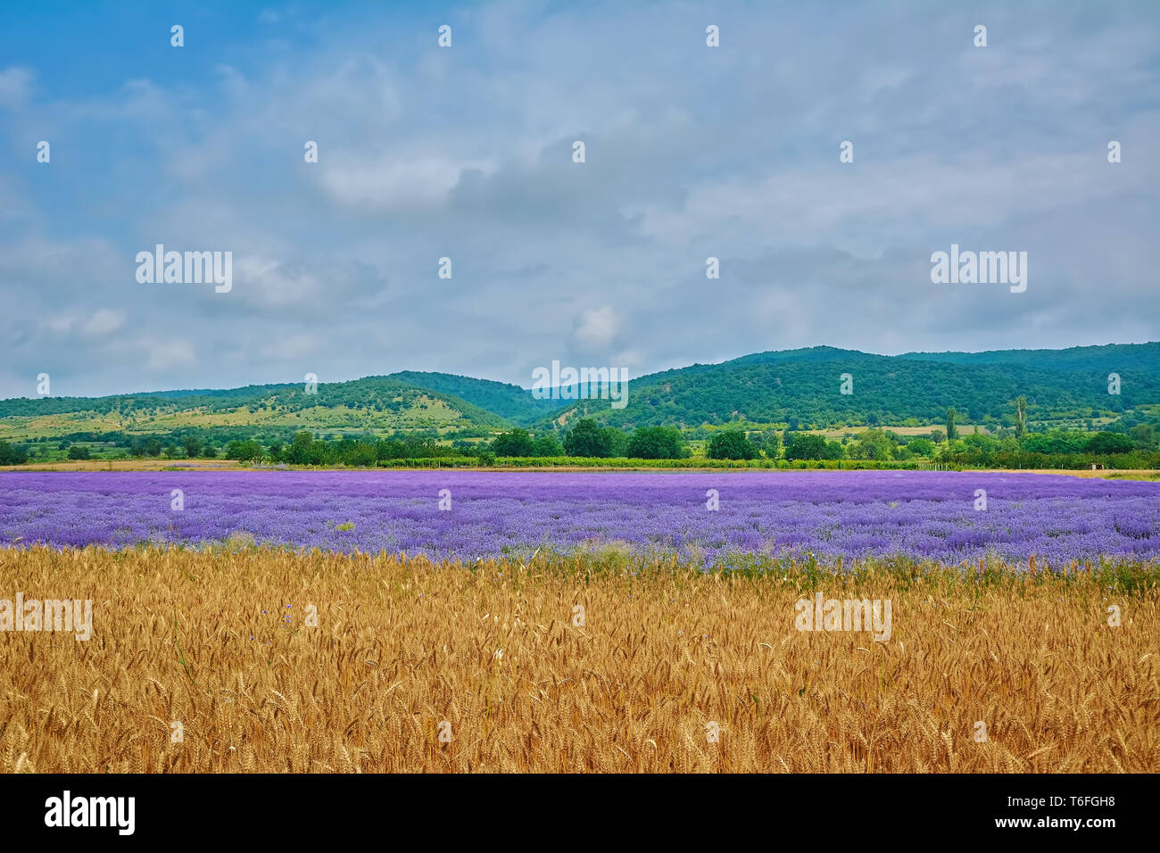 Lavender bulgaria hi-res stock photography and images - Alamy