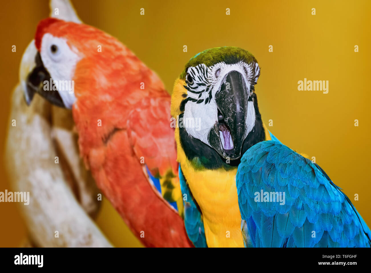 The psittacidae true parrots hi-res stock photography and images - Alamy
