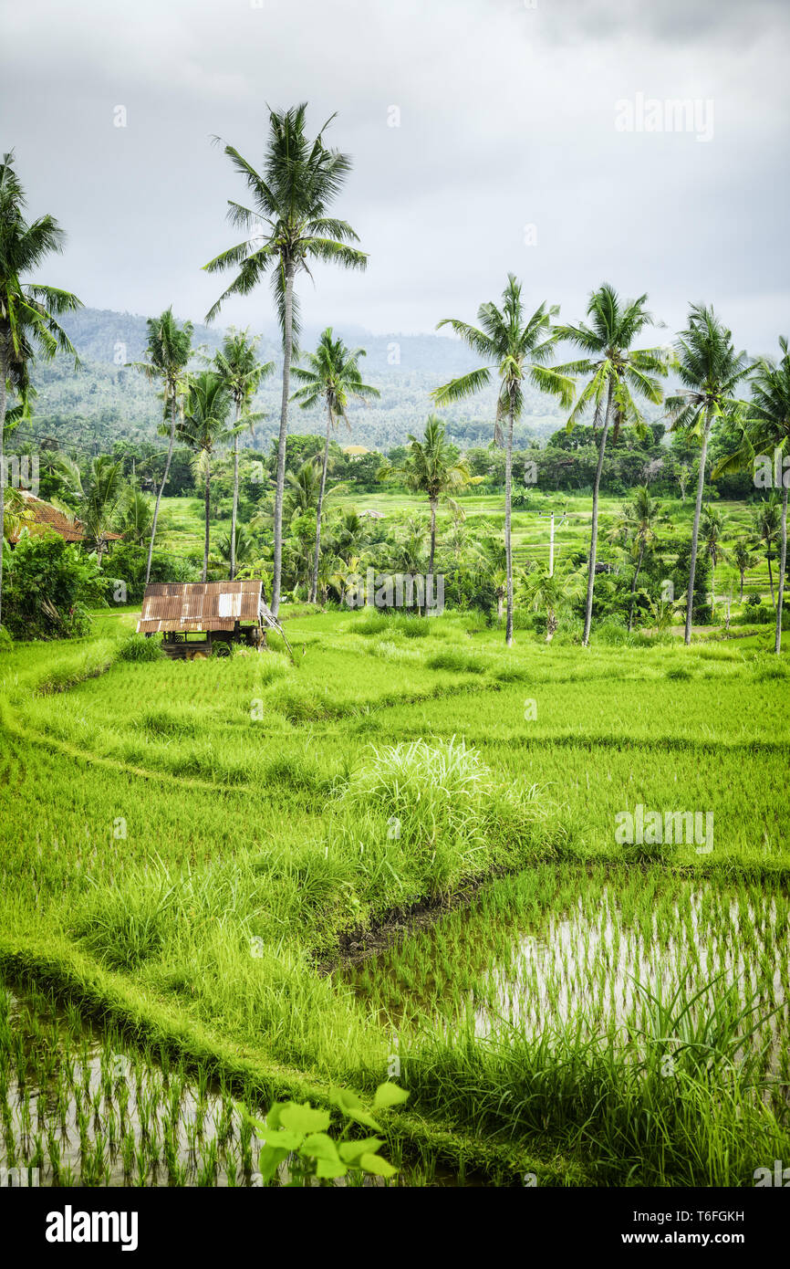 some rice fields at Bali Stock Photo - Alamy