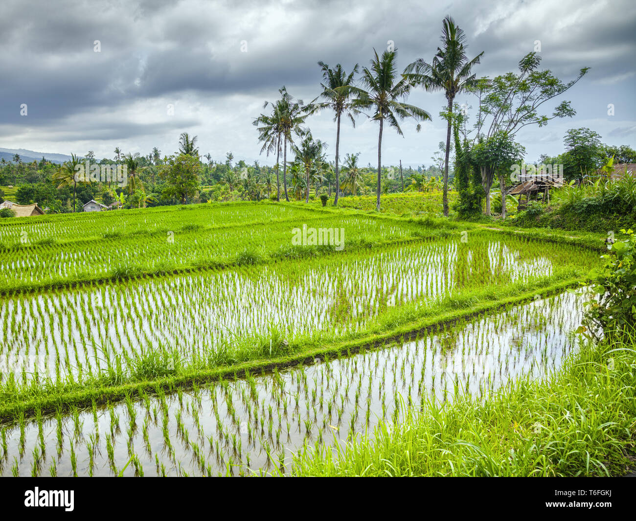 some rice fields at Bali Stock Photo - Alamy