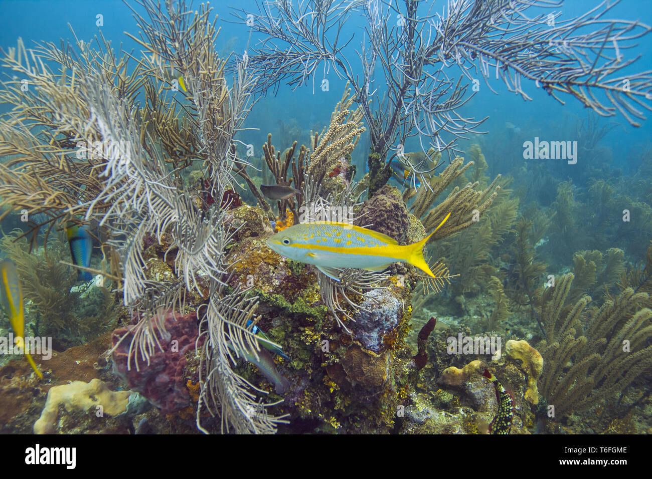 Yellow tail snapper hi-res stock photography and images - Alamy