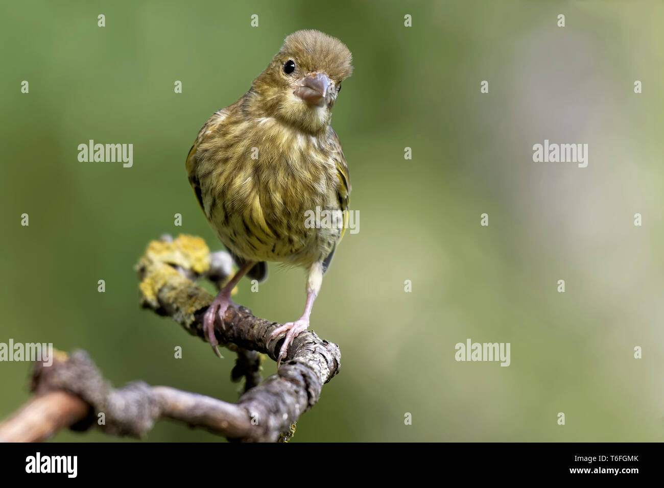 Young greenfinch hi-res stock photography and images - Alamy