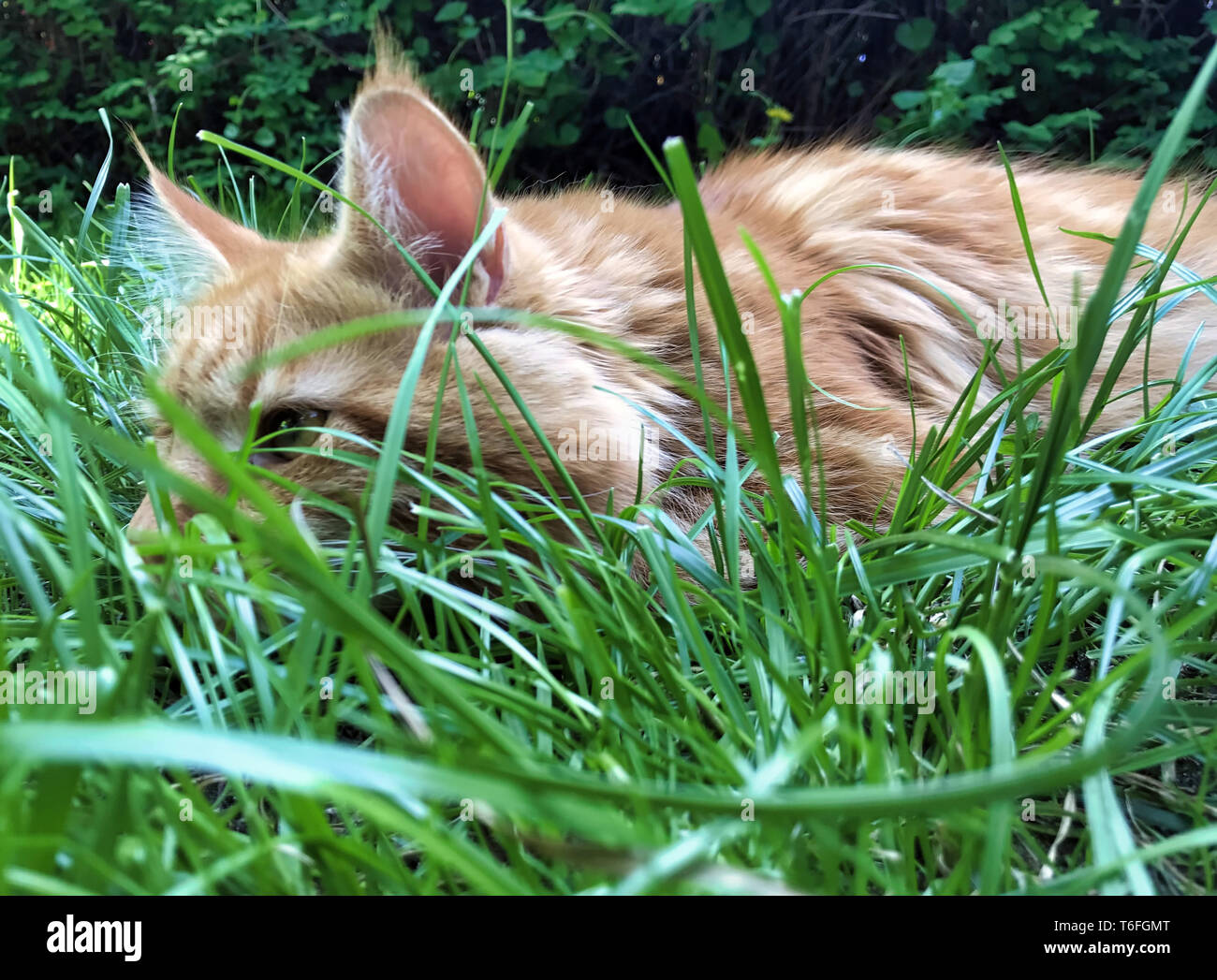 Maine Coone Kitten Stock Photo - Alamy