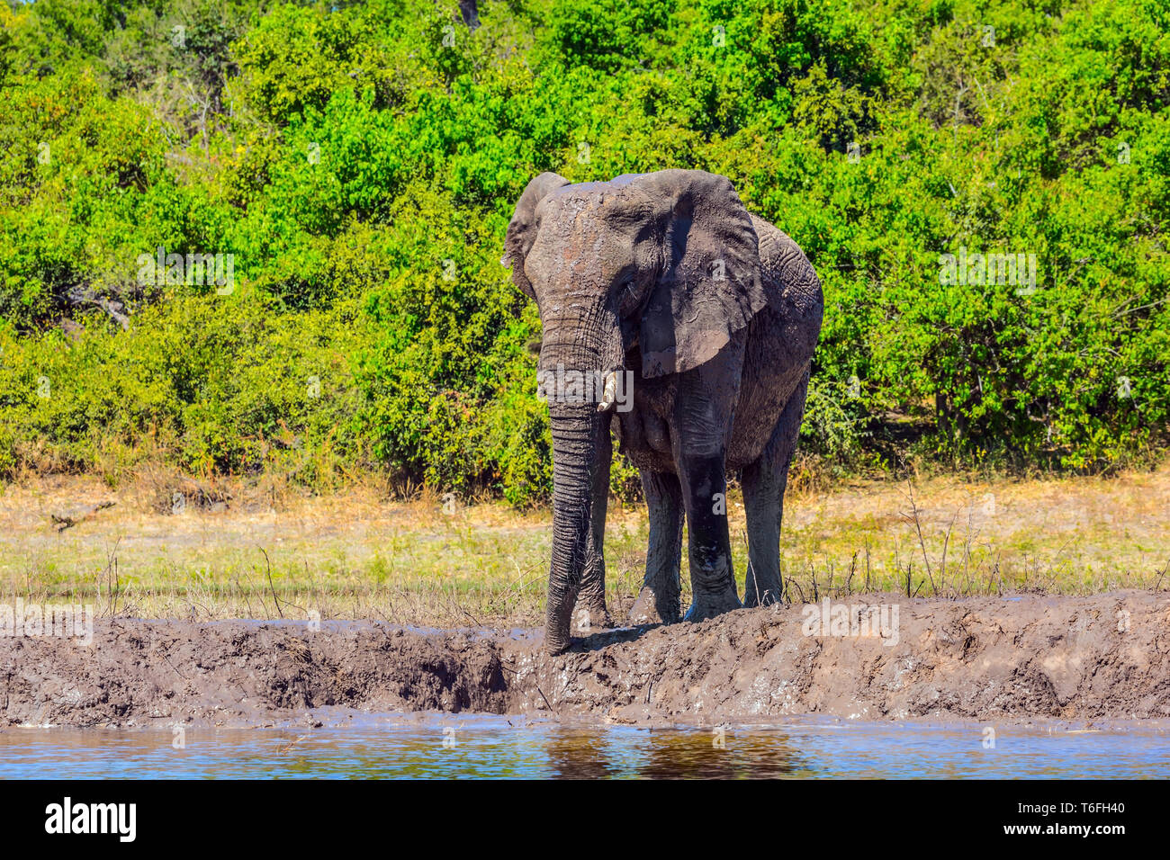 African elephant - single on a watering Stock Photo - Alamy