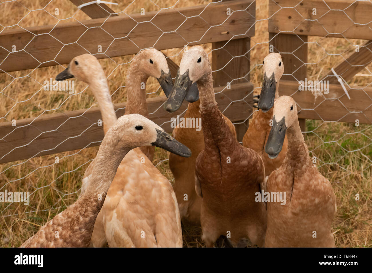 Group of brown baby geese Stock Photo - Alamy