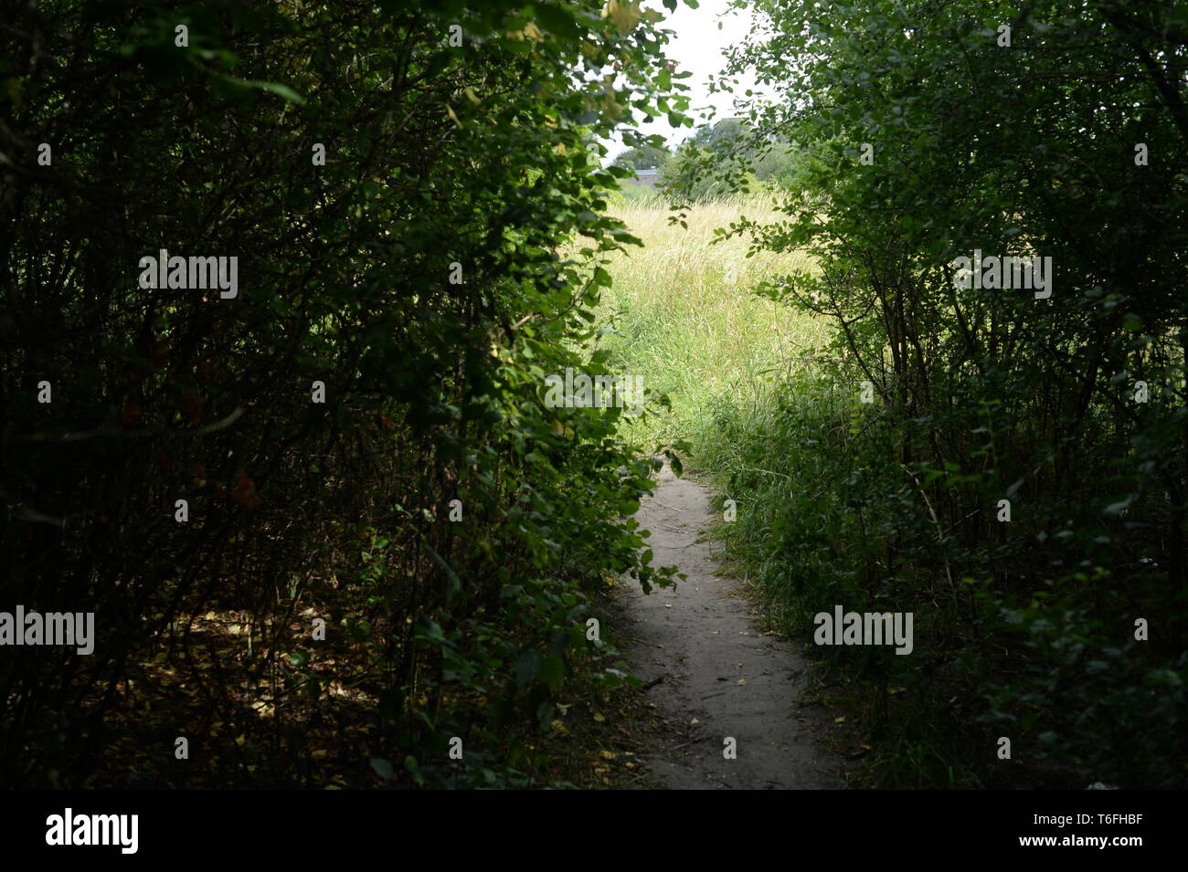Dark forest clearing hi-res stock photography and images - Alamy