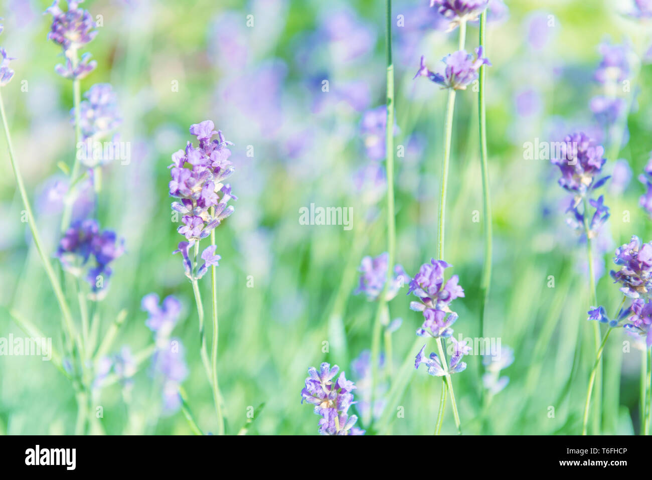 Soft lavender flower hi-res stock photography and images - Alamy