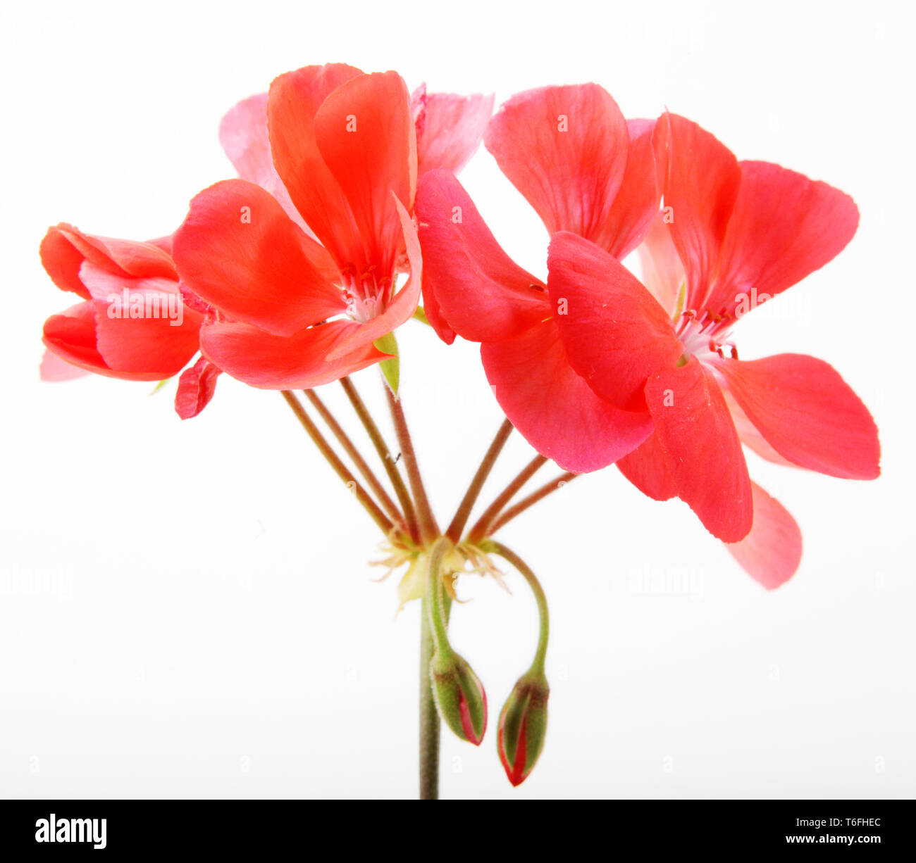 Geranium Pelargonium Flowers Stock Photo - Alamy