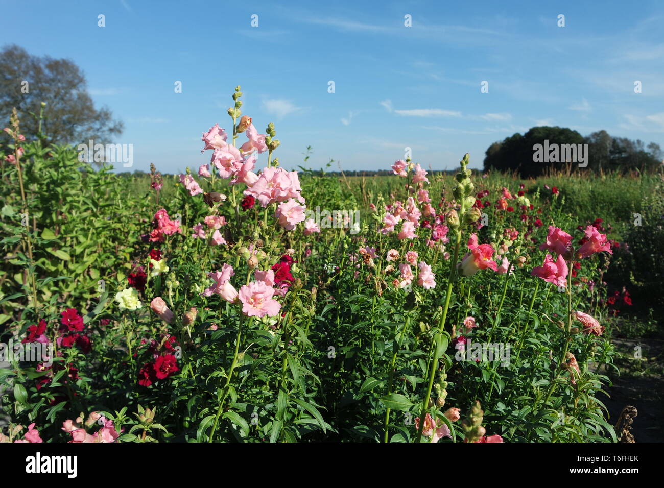 Summer and late summer flowers hi-res stock photography and images - Alamy