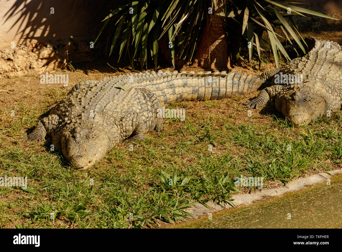 Big crocodiles hi-res stock photography and images - Alamy