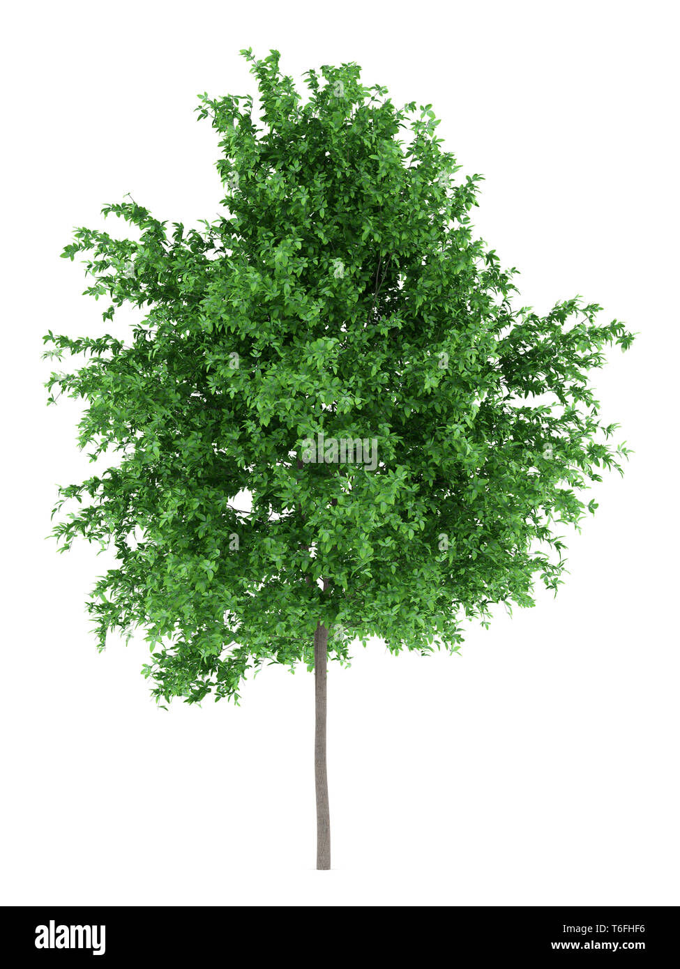 Orange on tree green Cut Out Stock Images & Pictures - Alamy