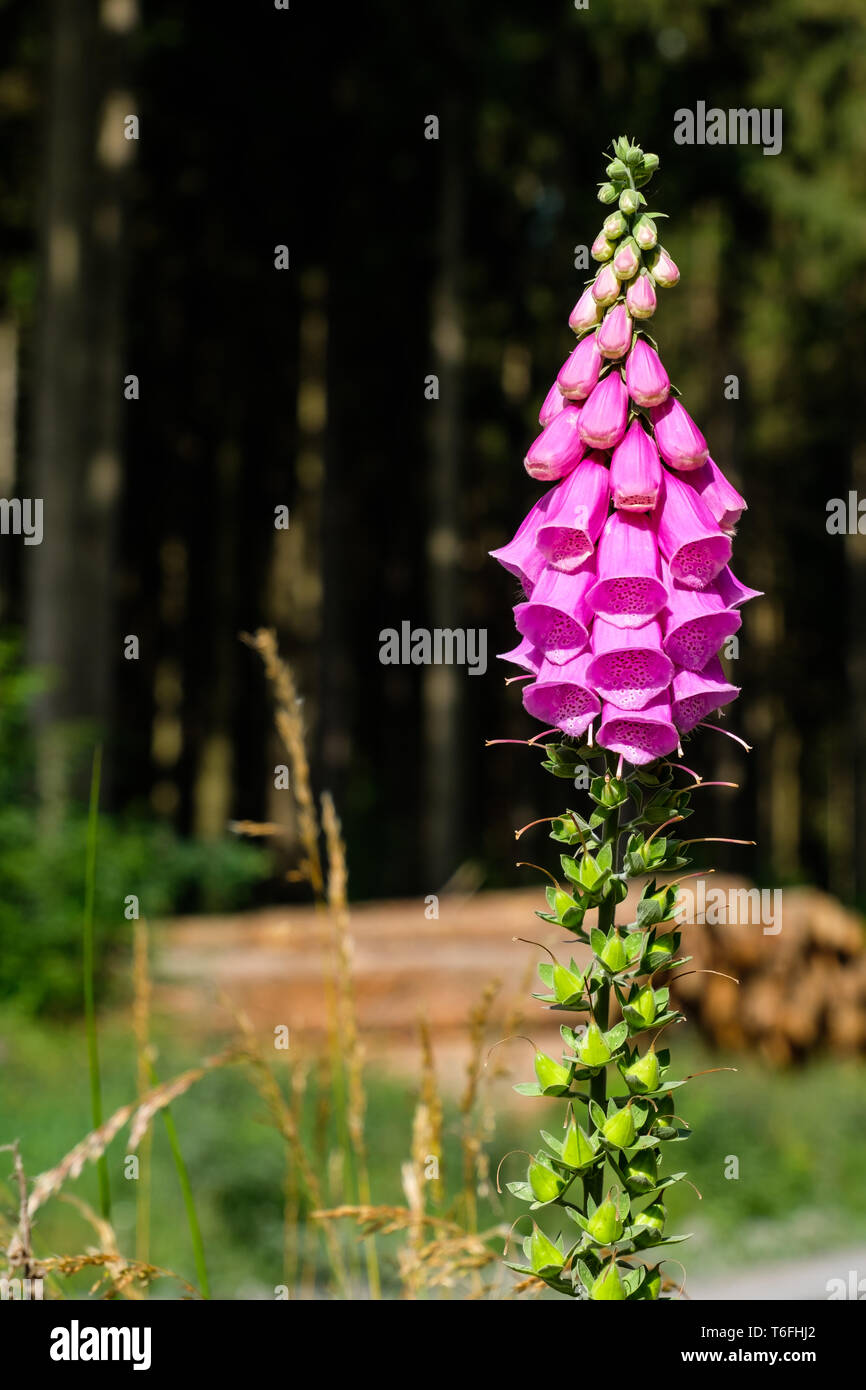 Red Foxgloves, Digitalis purpurea Stock Photo - Alamy