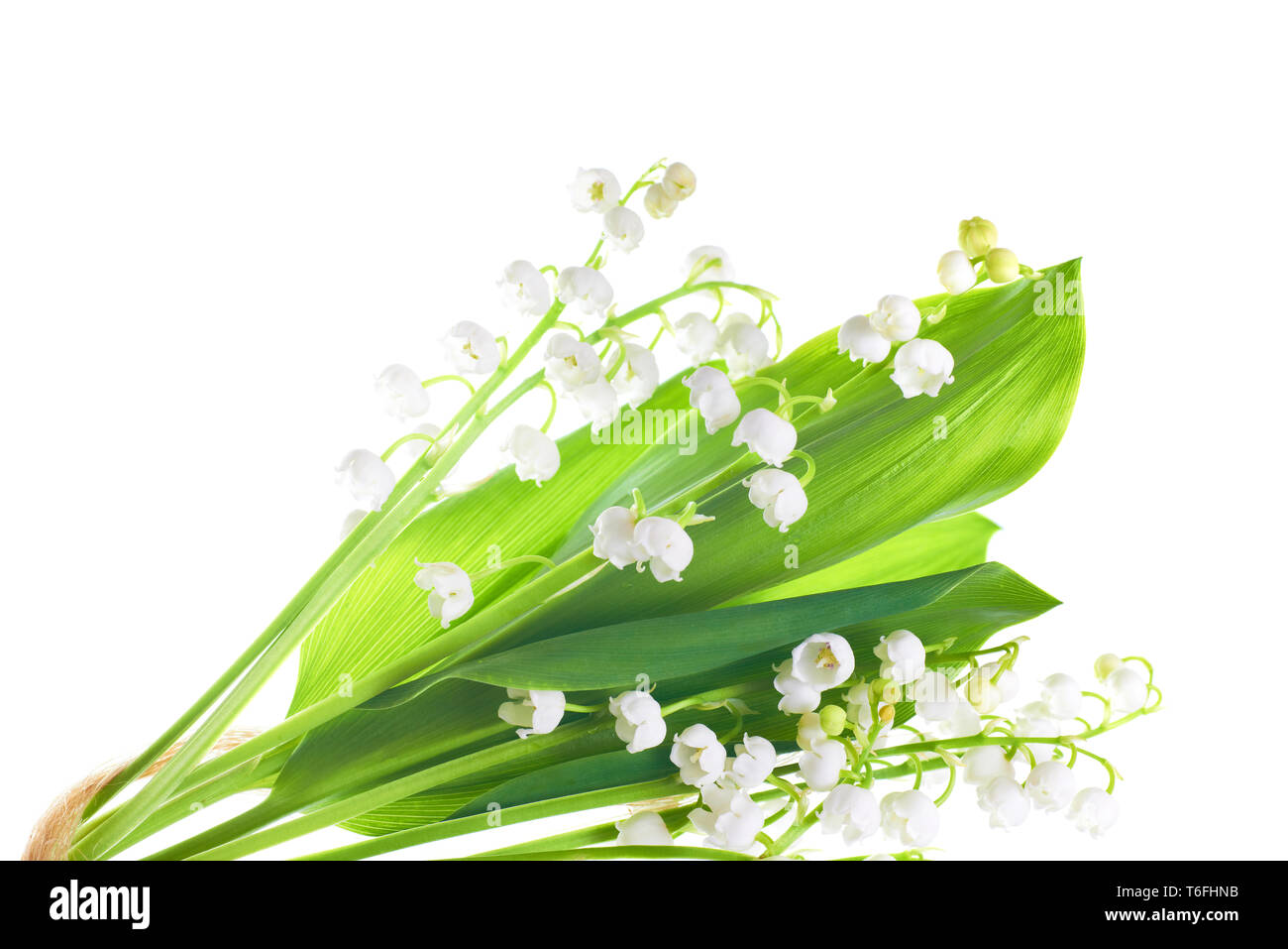 May lilies of the valley hi-res stock photography and images - Alamy