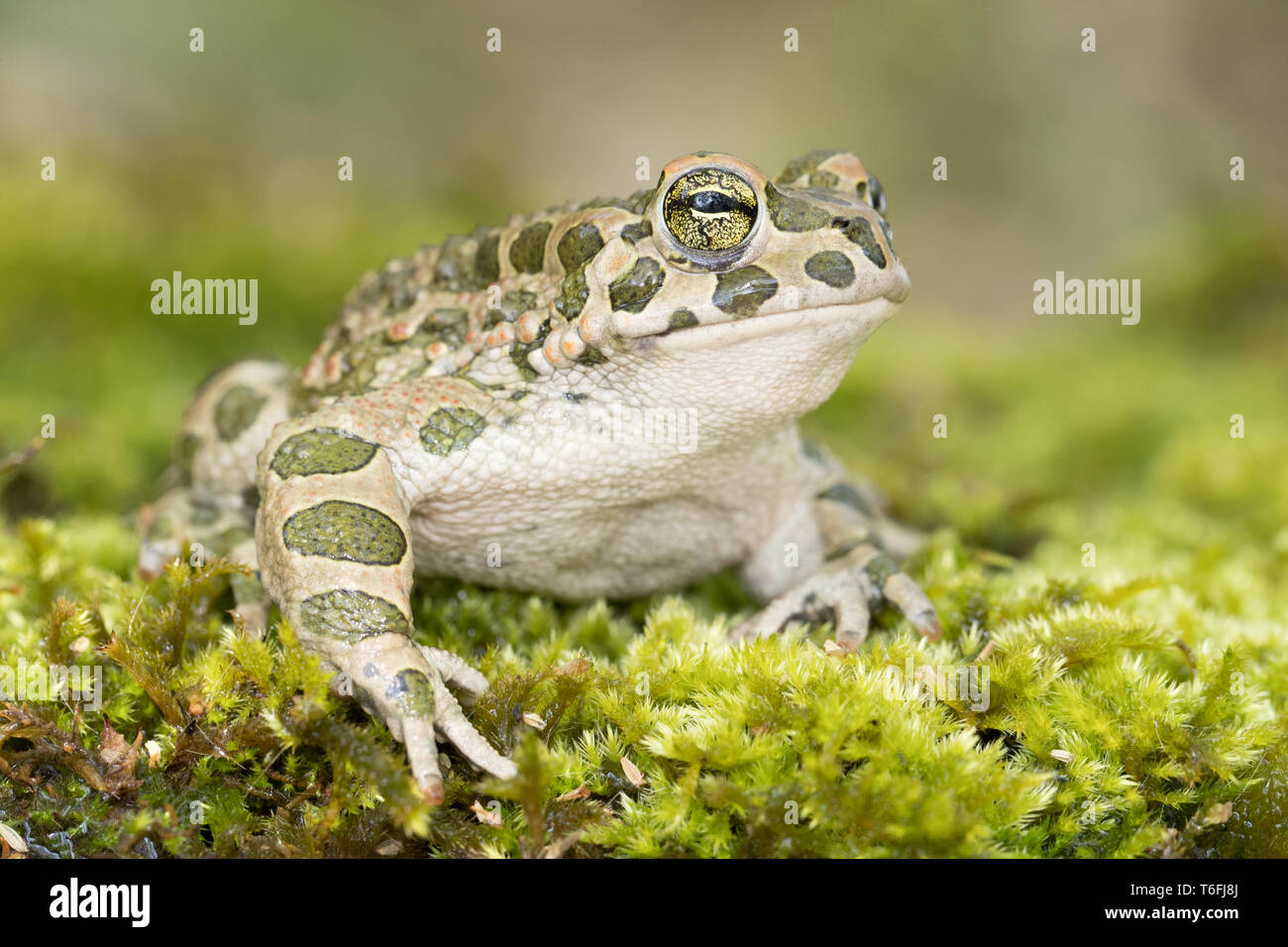 european green toad frontal Stock Photo - Alamy