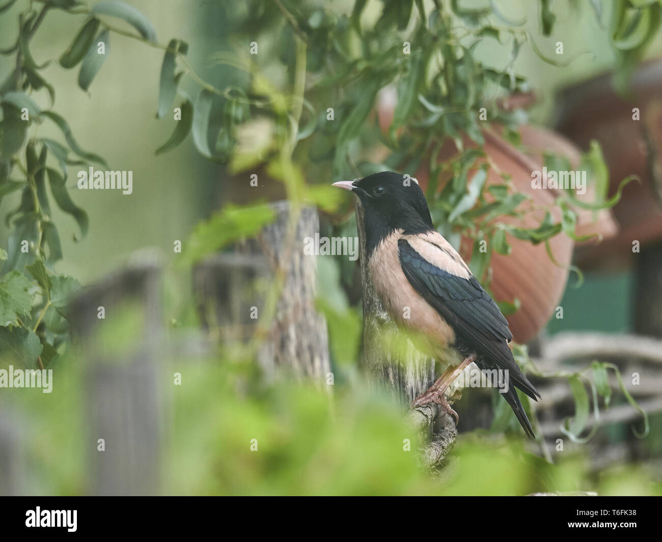 Rosy starling, Pastor roseus Stock Photo - Alamy