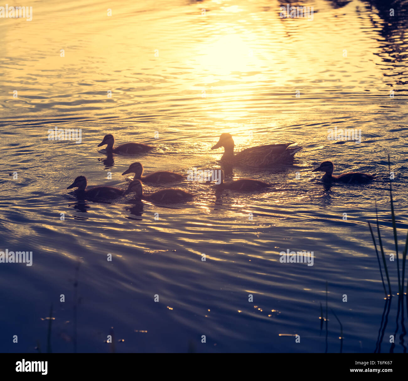 Duck sunset water silhouette hi-res stock photography and images - Alamy