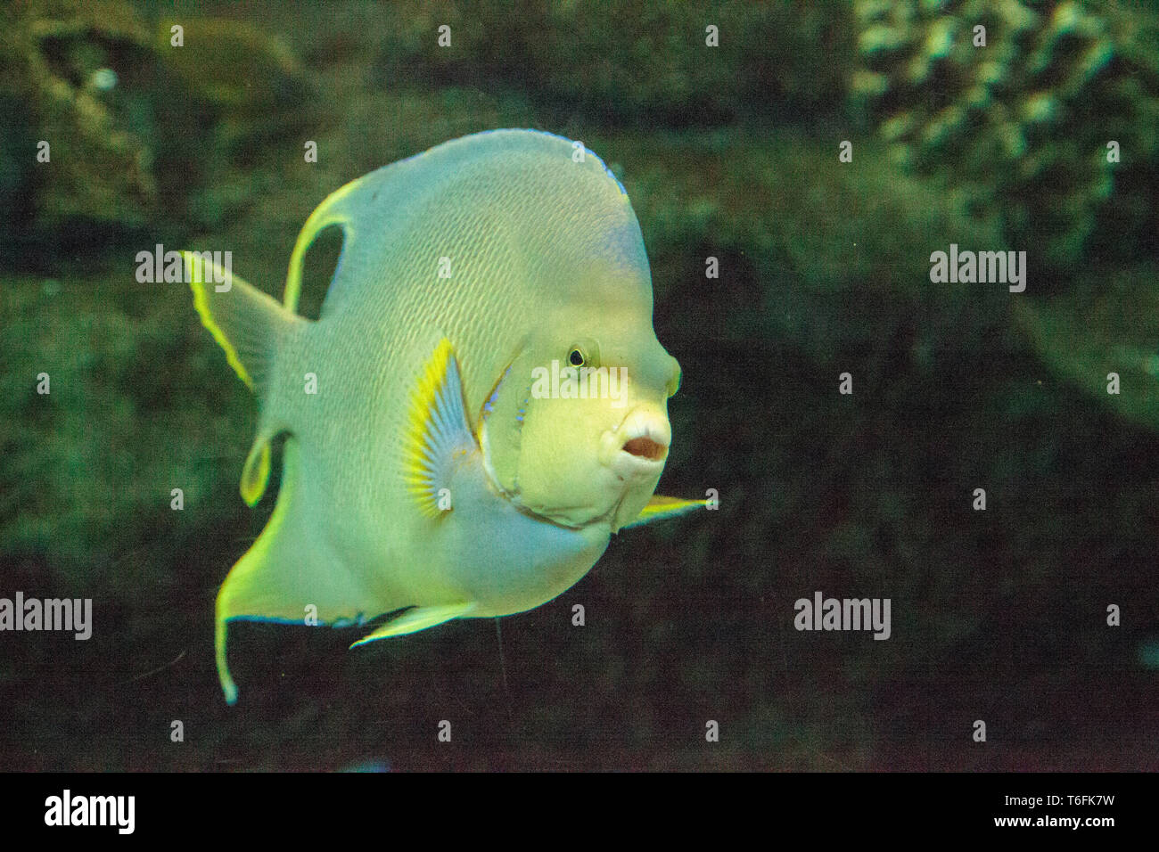 Bermuda blue angelfish Holacanthus bermudensis Stock Photo - Alamy