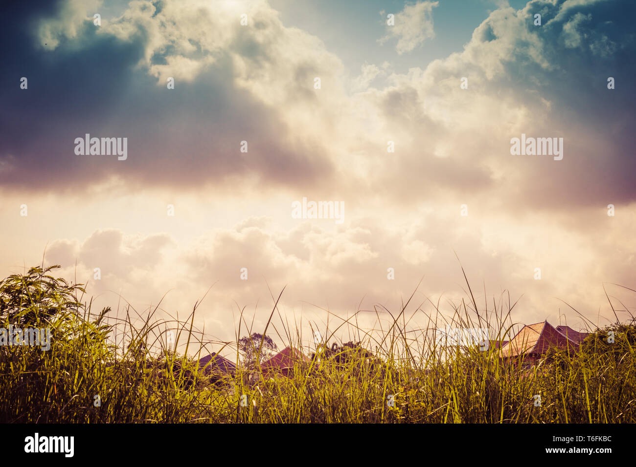 field of high grass with houses on the background of the sunset sky ...