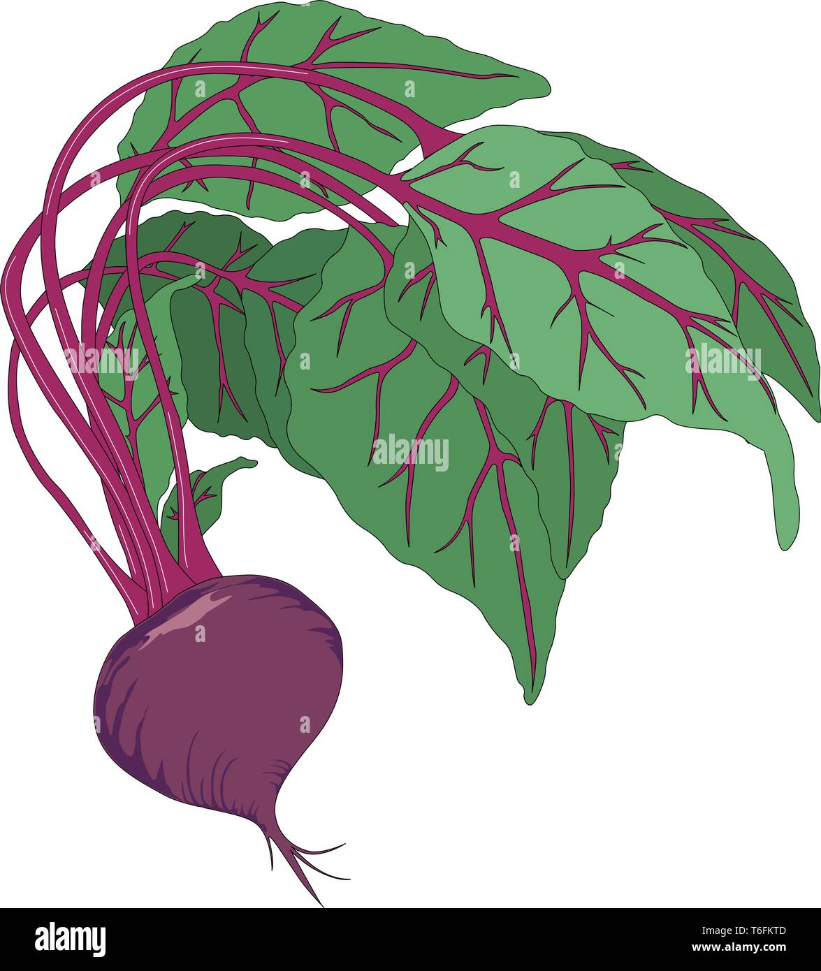 Beet Vector Illustration Stock Vector Image & Art - Alamy