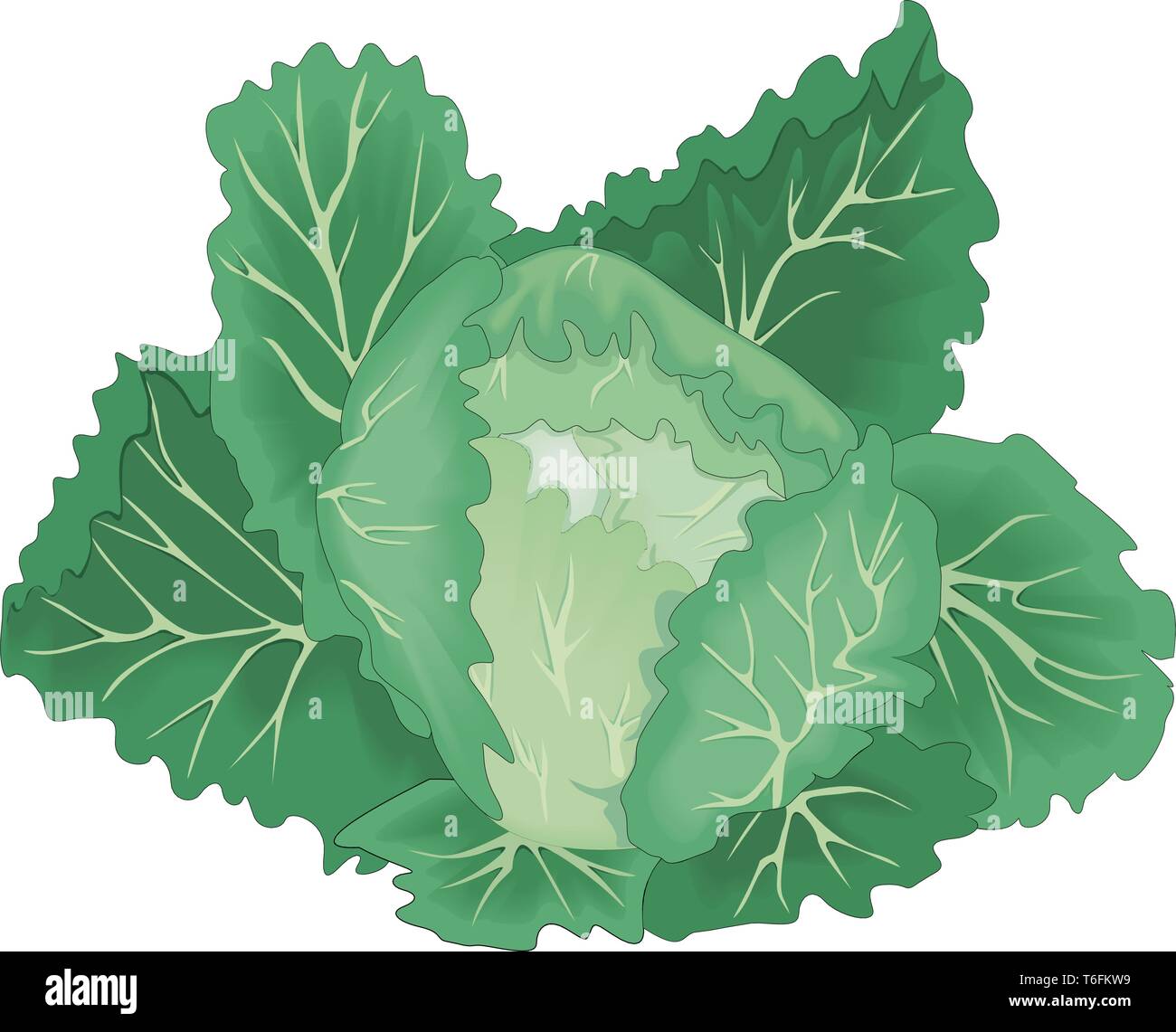 Cabbage Vector Illustration Stock Vector Image & Art - Alamy