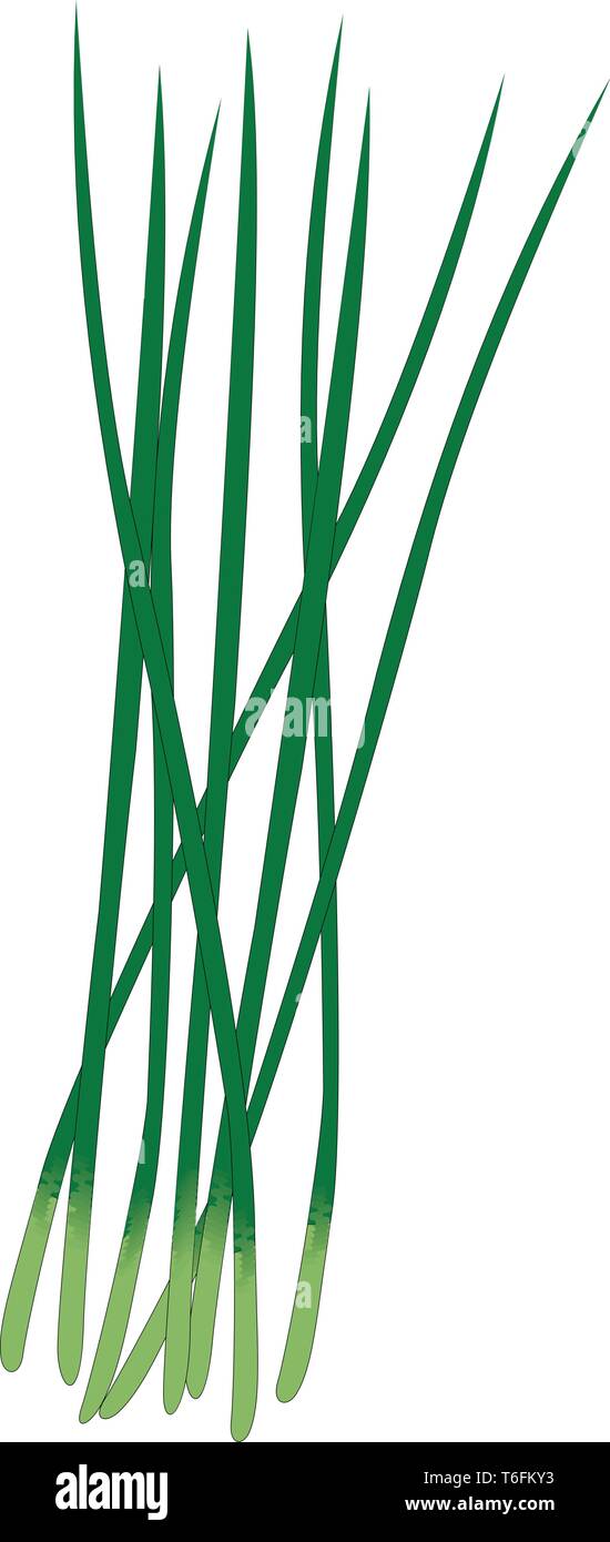 Chives Vector Illustration Stock Vector Image & Art - Alamy