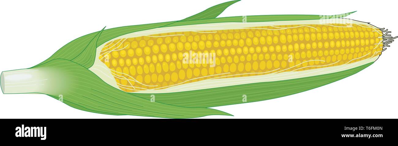 Corn on the Cob Vector Illustration Stock Vector Image & Art - Alamy