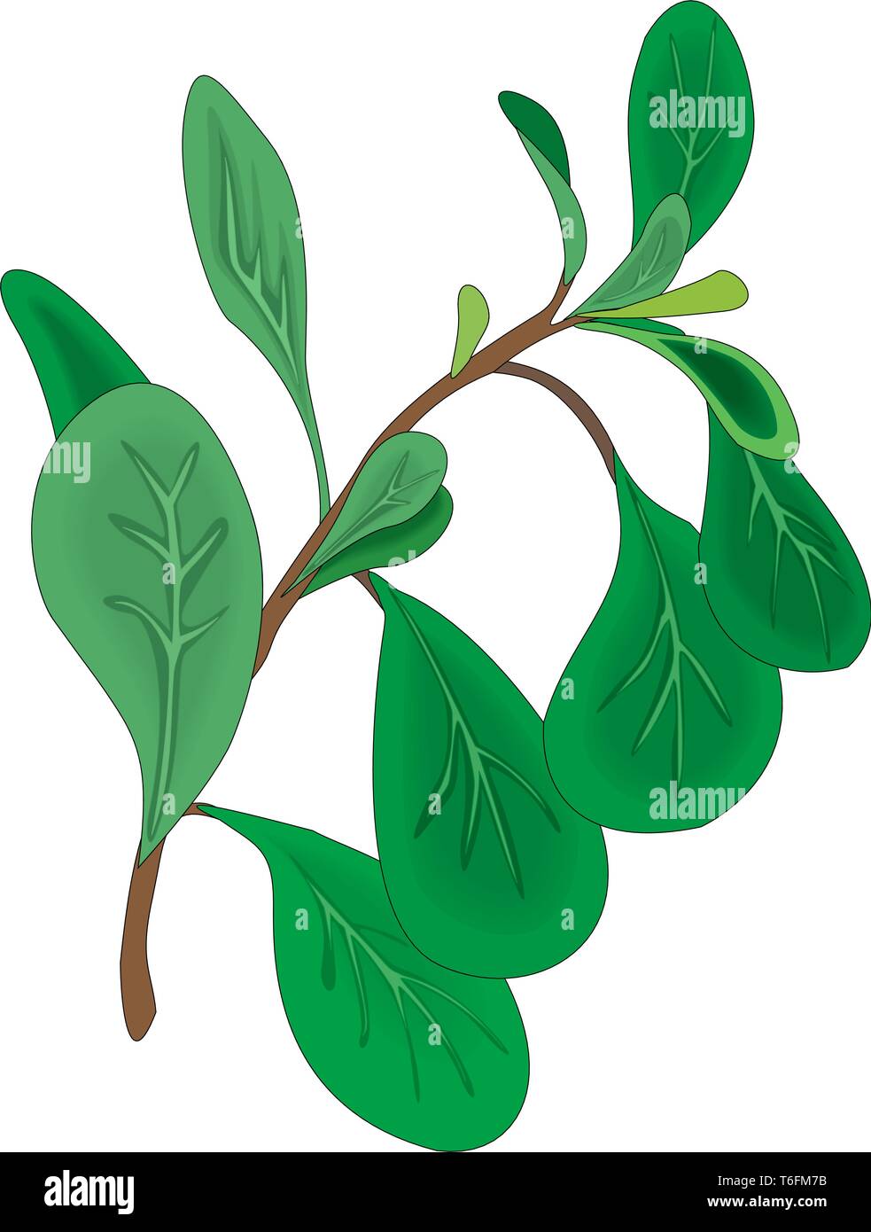 Oregano Vector Illustration Stock Vector Image & Art - Alamy