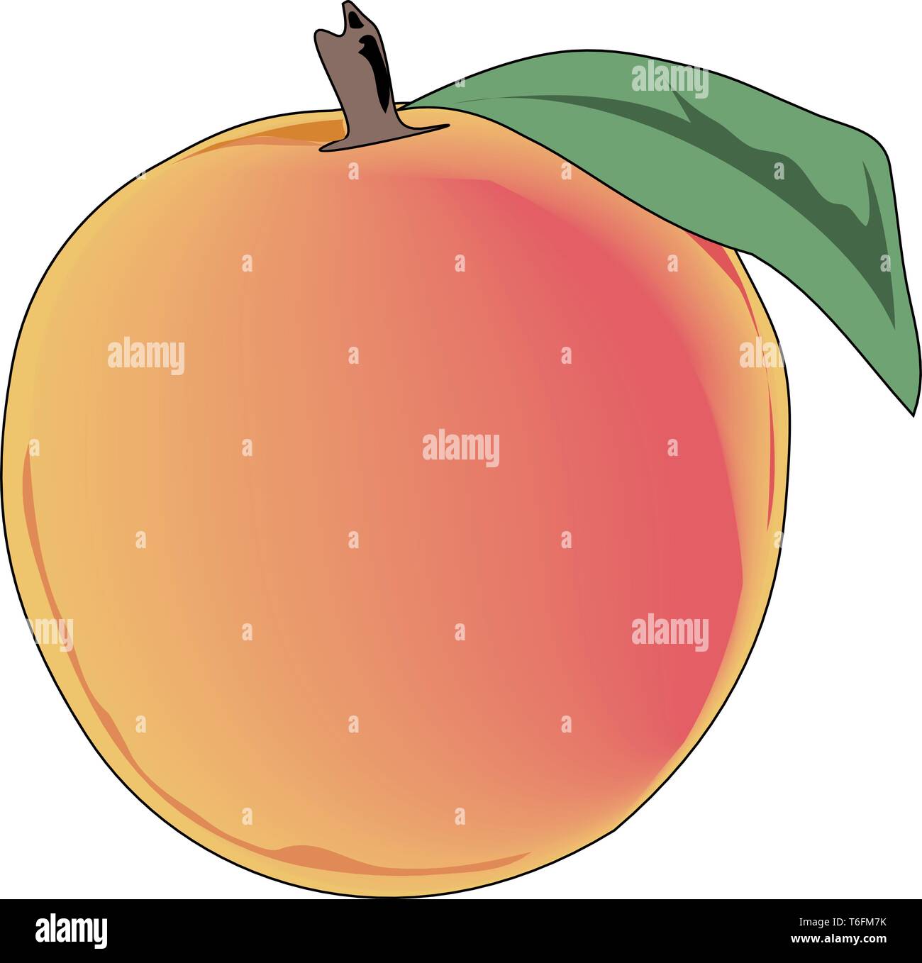 Peach Vector Illustration Stock Vector Image & Art - Alamy