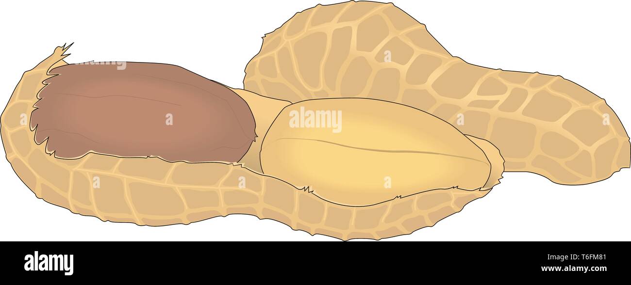 Peanuts Vector Illustration Stock Vector Image & Art - Alamy