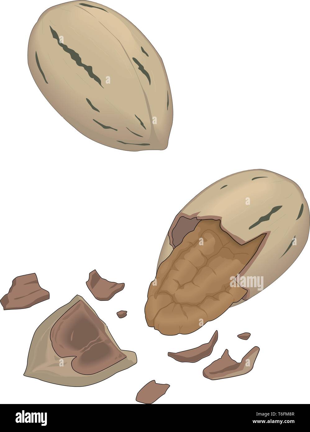 Pecans Vector Illustration Stock Vector Image & Art - Alamy