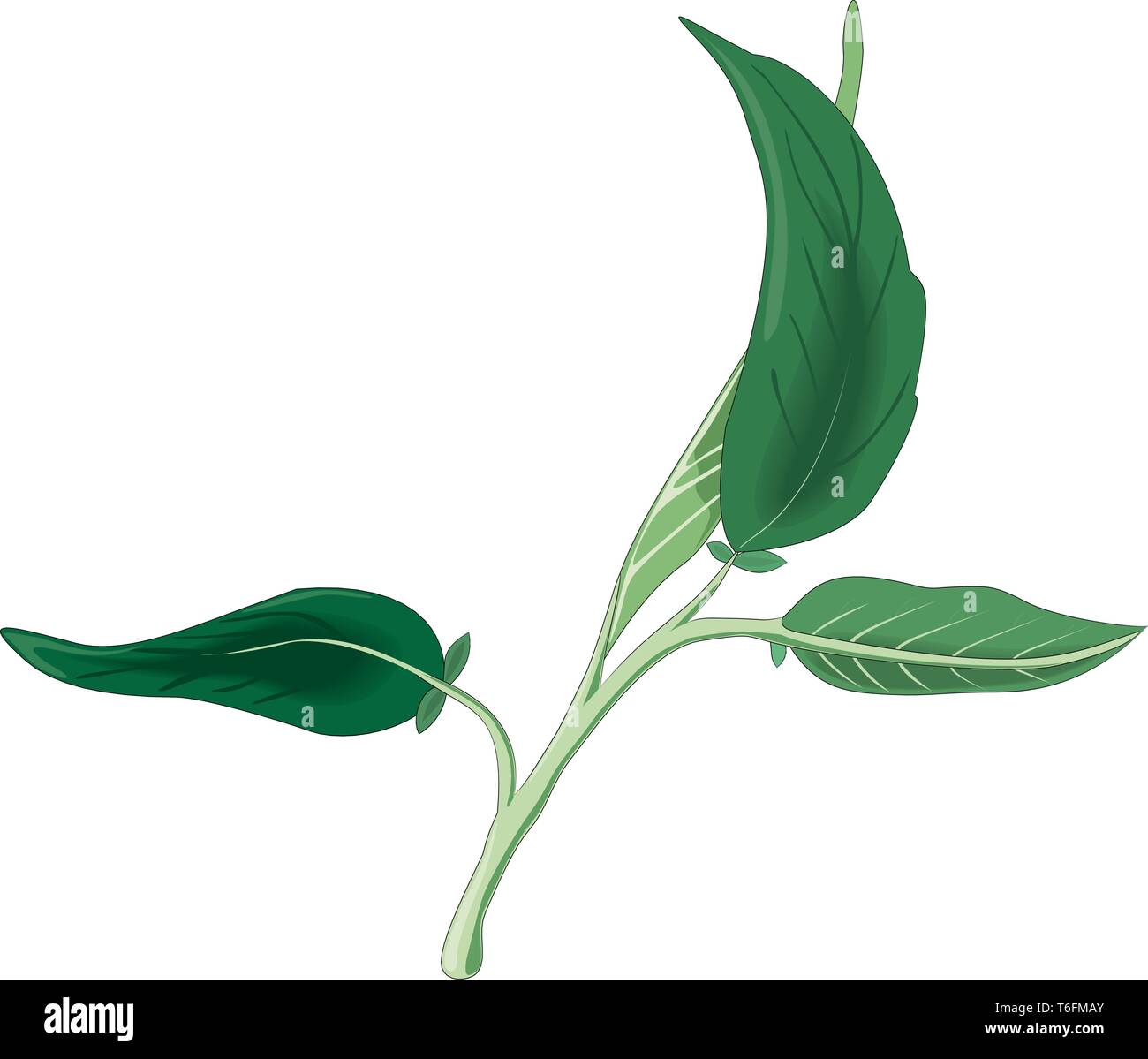 Sage Vector Illustration Stock Vector Image & Art - Alamy