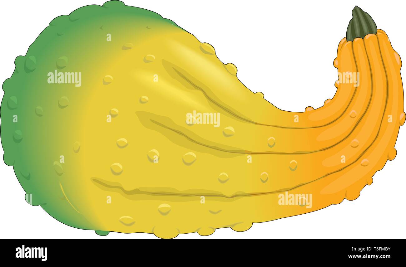 Ornamental Squash Vector Illustration Stock Vector Image & Art - Alamy