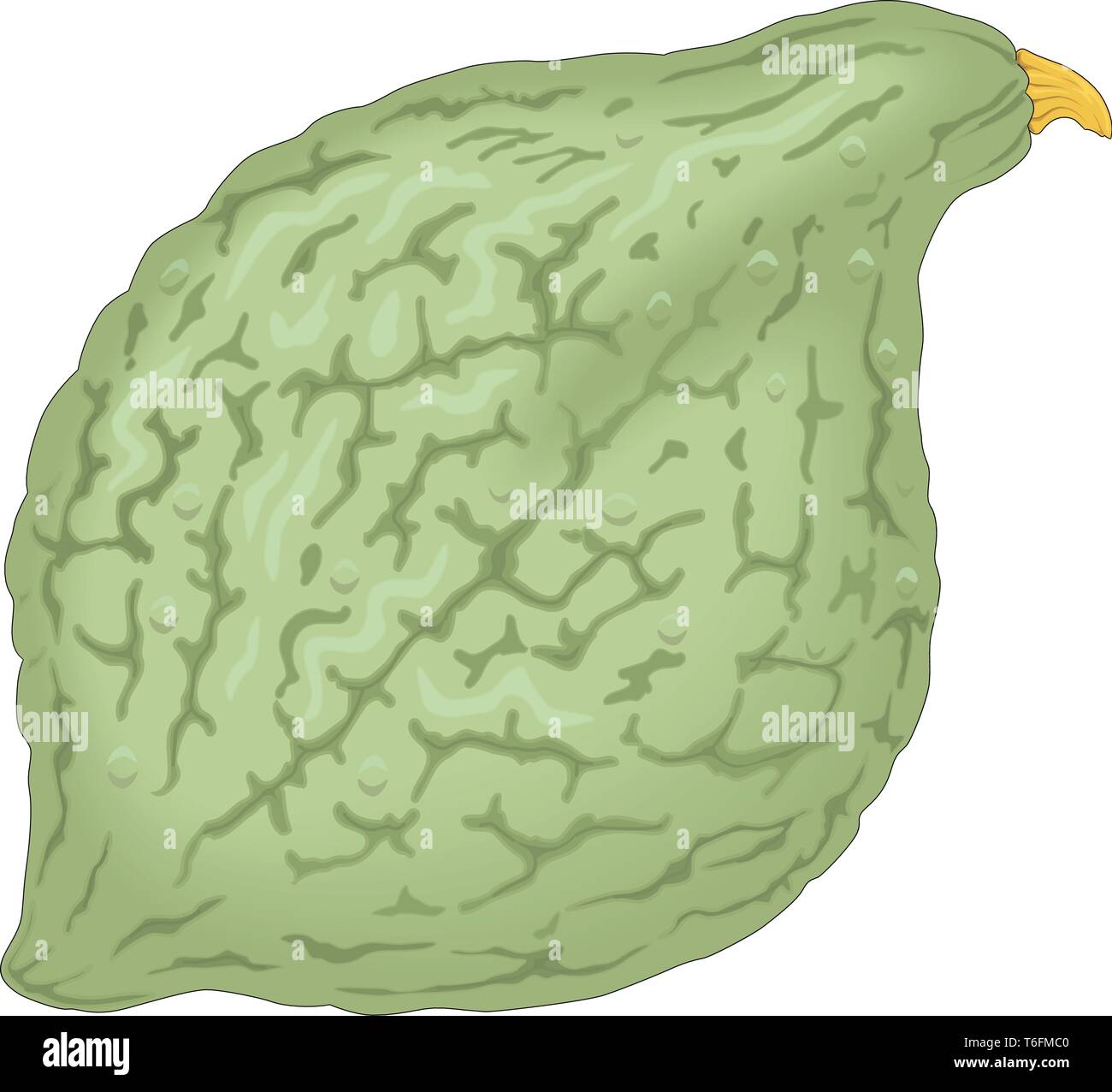 Hubbard Squash Vector Illustration Stock Vector Image & Art - Alamy