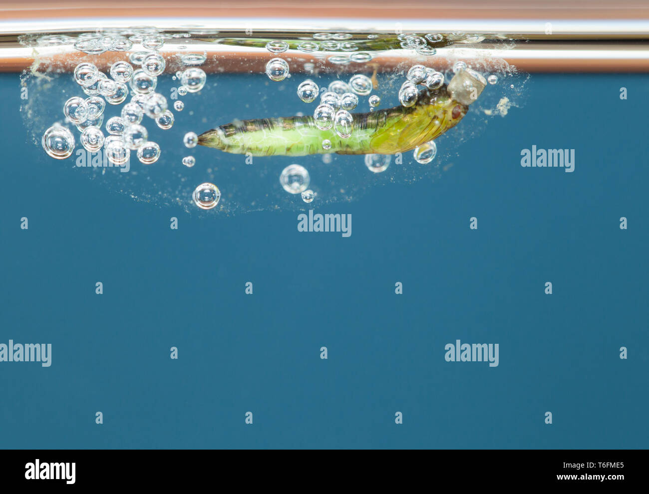 Cranefly aquatic pupae inside translucent jelly mass Stock Photo - Alamy