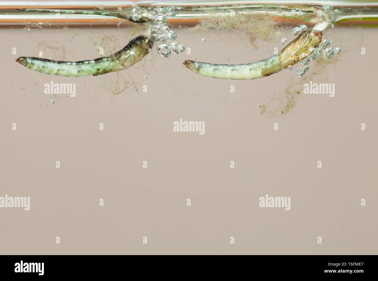 Cranefly aquatic pupae inside translucent jelly mass Stock Photo - Alamy