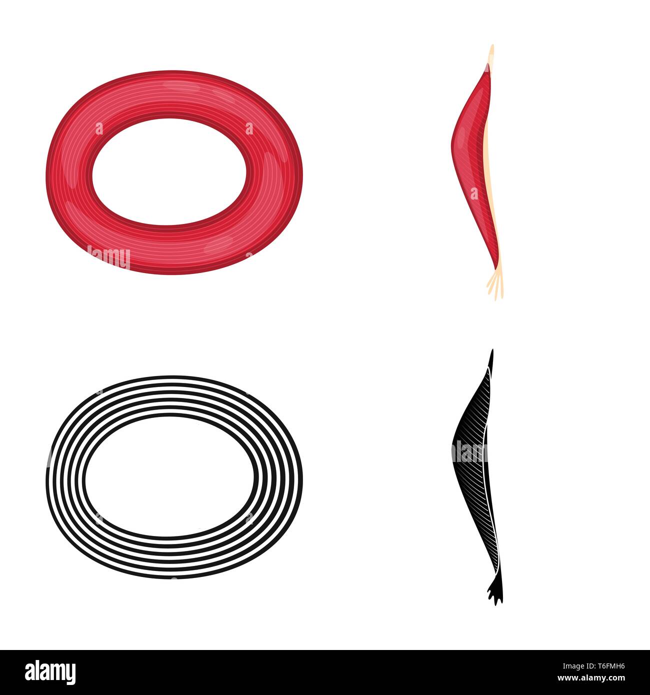 Vector illustration of fiber and muscular sign. Collection of fiber and ...