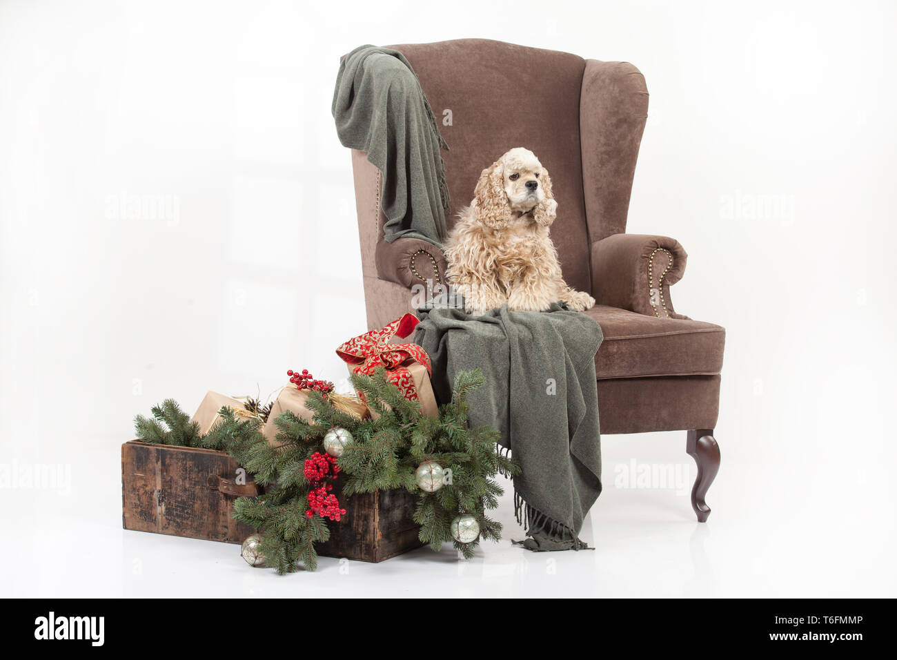 Dog In The Armchair Stock Photo - Alamy