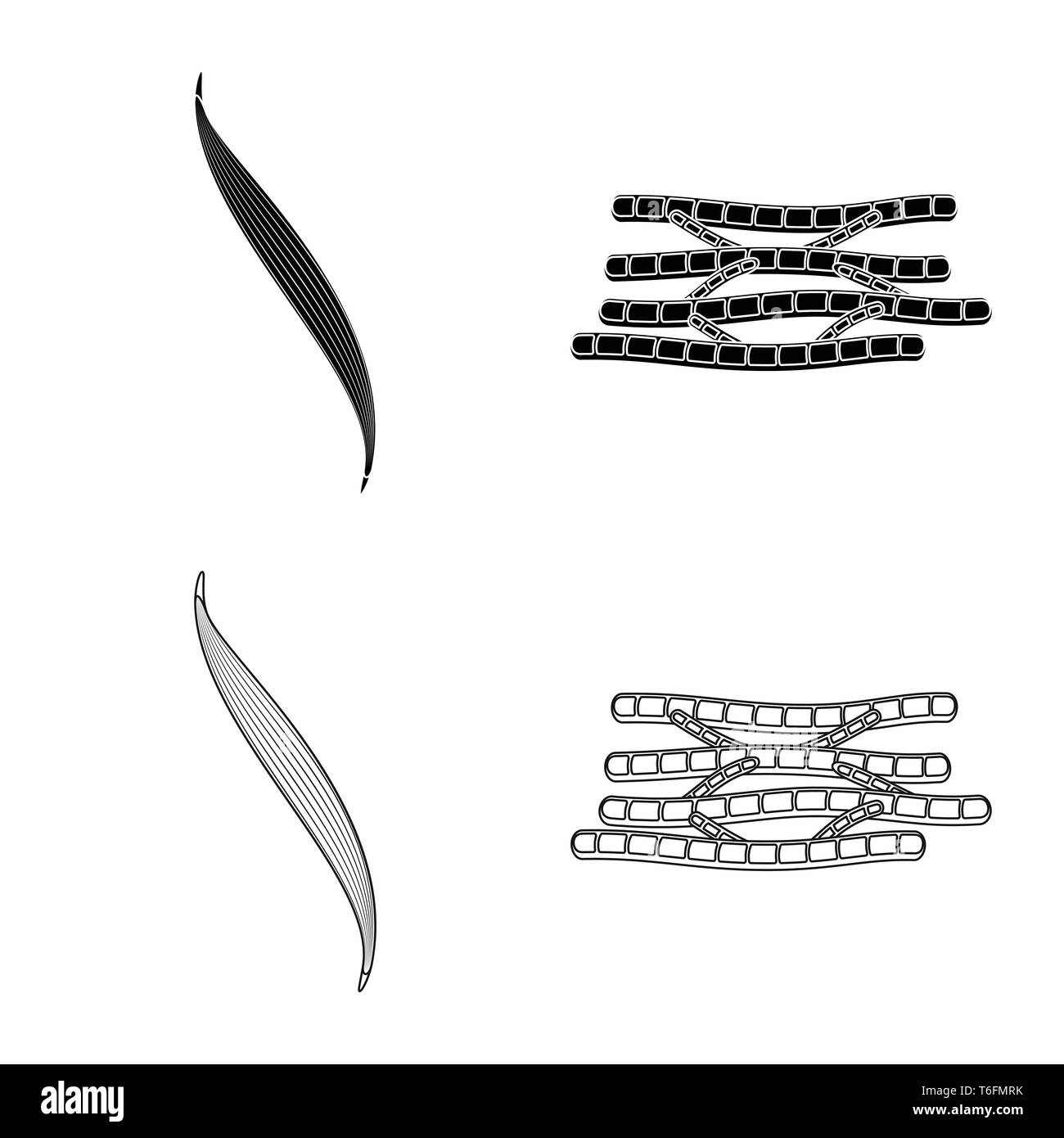 Vector design of fiber and muscular icon. Collection of fiber and body ...