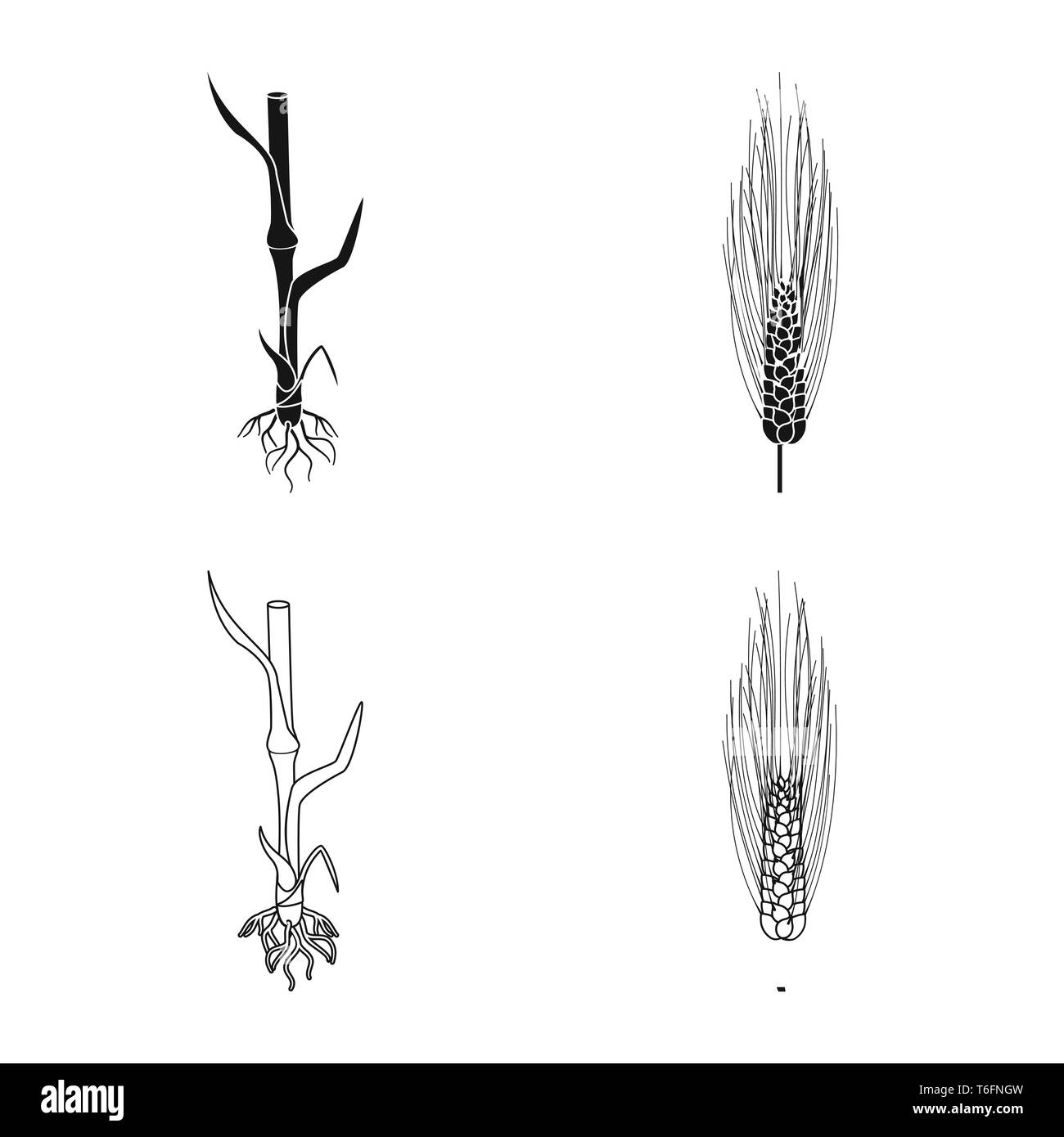 stem,barley,root,winter,soil,spring,seed,spike,grow,durum,cycle,crop ...