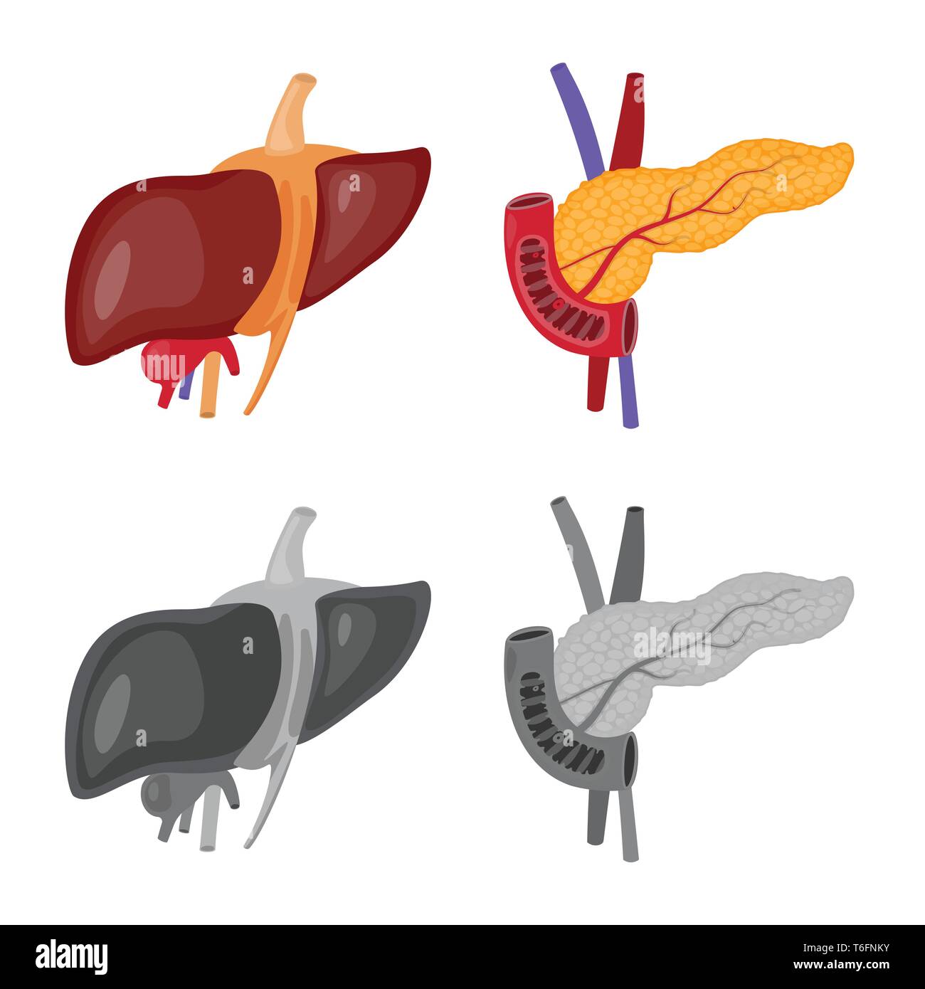 liver,pancreas,digestive,endocrine,body,diabetes,system,healthy,cancer ...