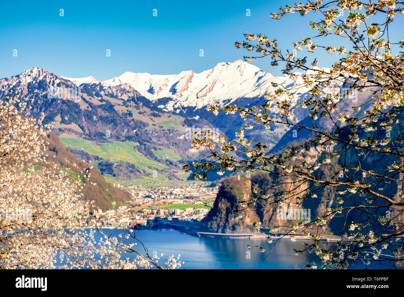 Lake Lucerne with snow covered mountains at spring with apple blossoms ...