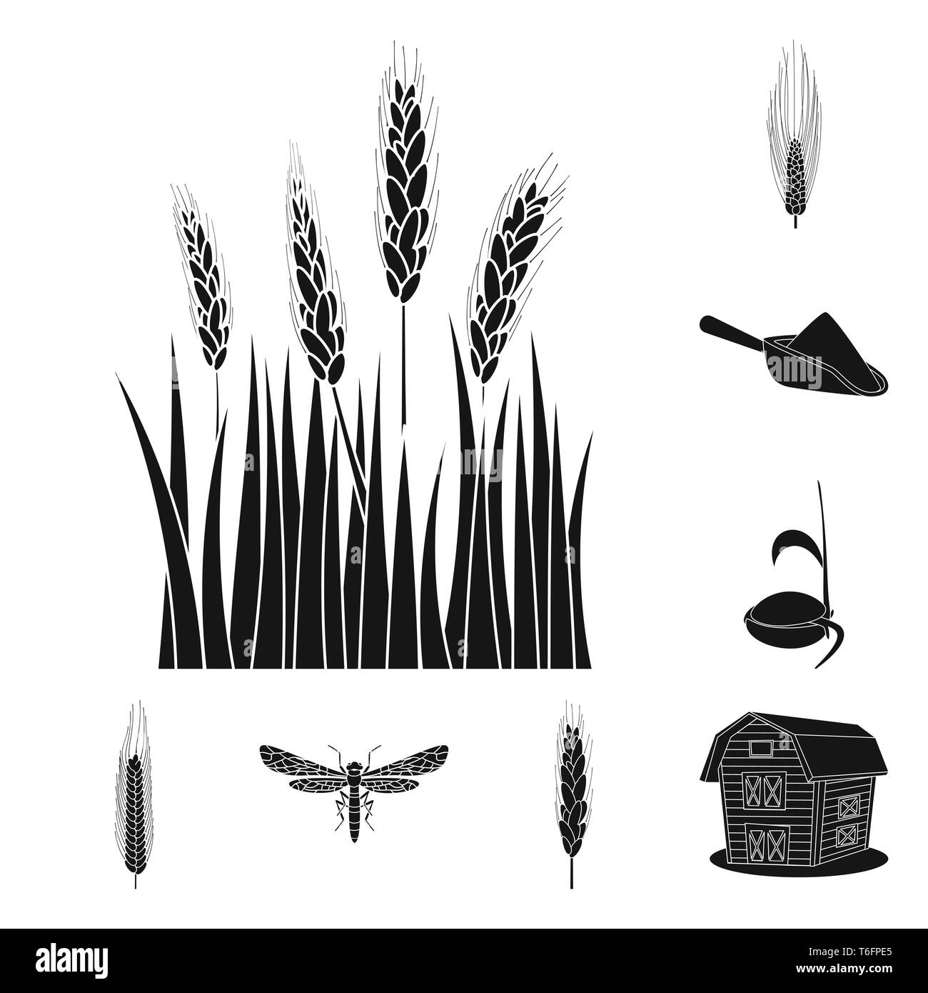 Barley spring winter spike Black and White Stock Photos & Images - Alamy