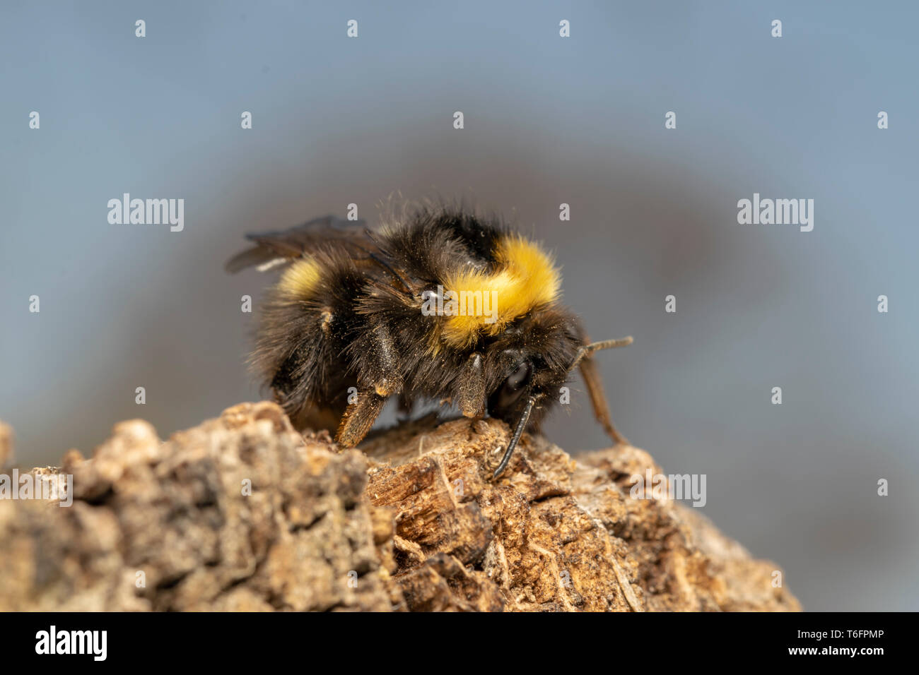 Buff-tailed bumblebee or large earth bumblebee (lat. Bombus terrestris ...