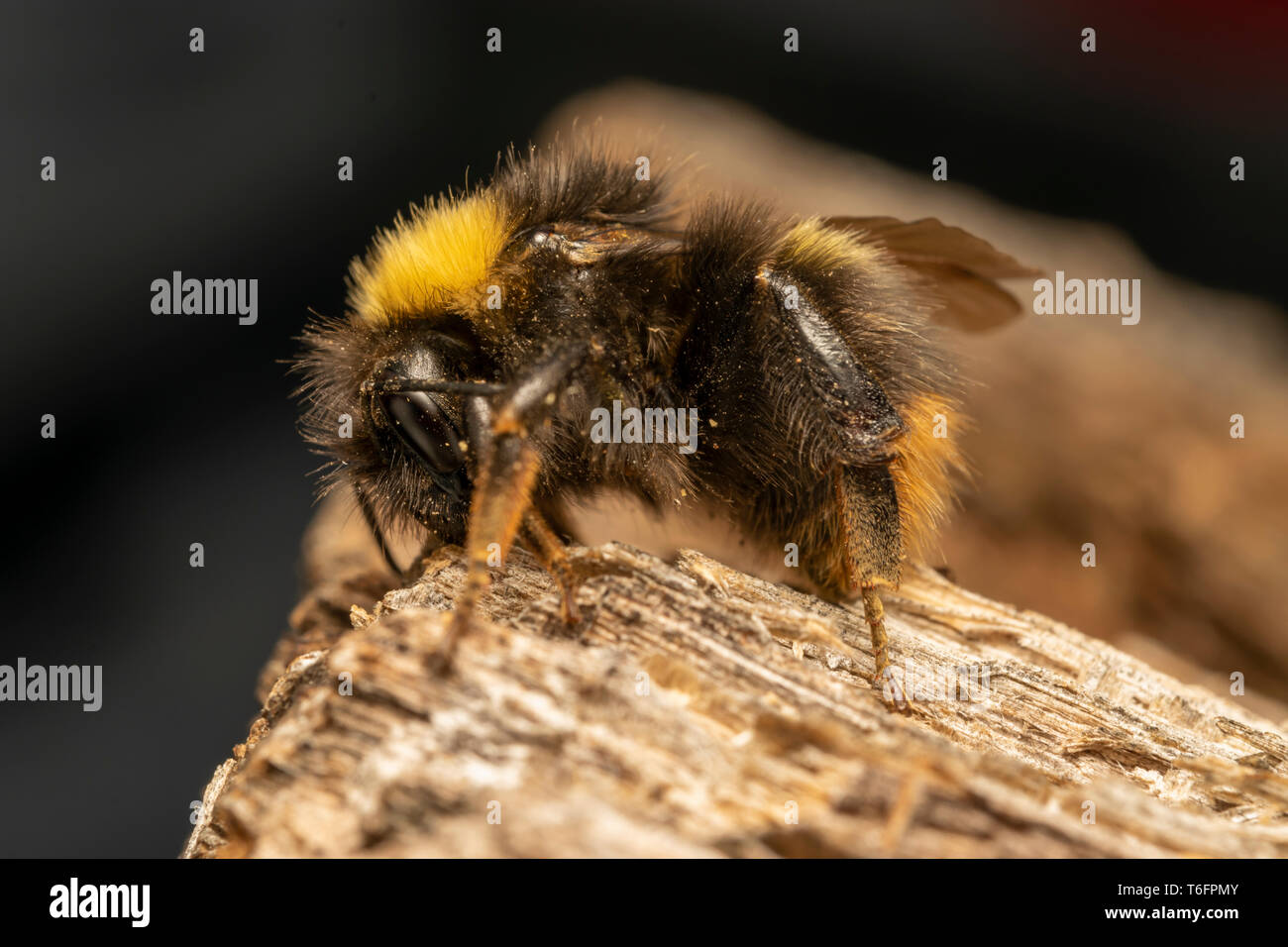Buff-tailed bumblebee or large earth bumblebee (lat. Bombus terrestris ...