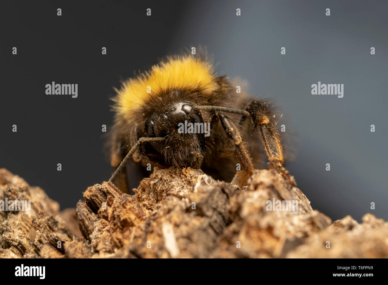 Buff-tailed bumblebee or large earth bumblebee (lat. Bombus terrestris ...
