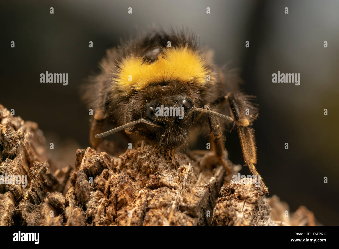 Large earth bumblebee bombus terrestris hi-res stock photography and ...